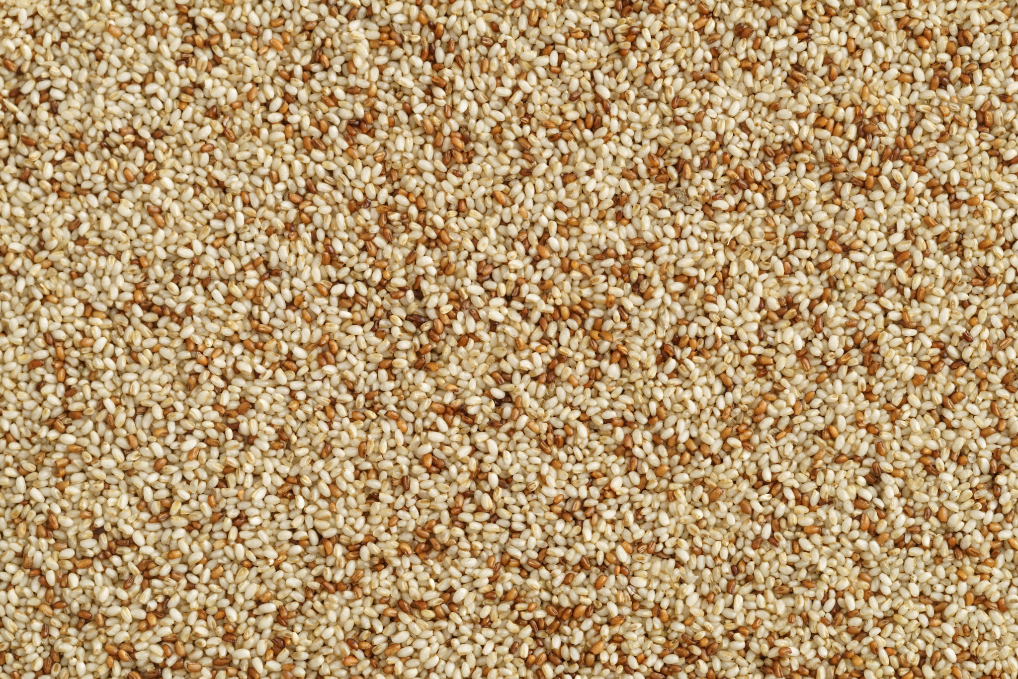 Teff in Nevada » Irrigation Leader