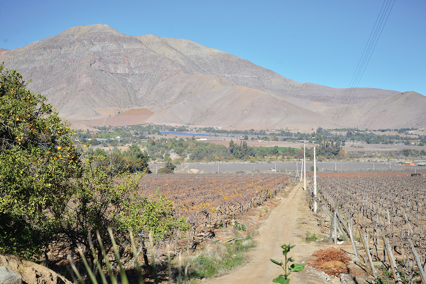 Pisco Grapes: Part of Chile’s Historical, Cultural, and Economic ...