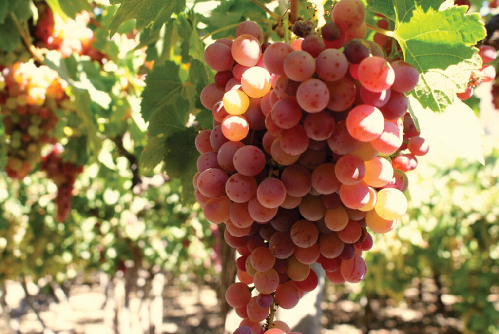 Pisco Grapes: Part of Chile’s Historical, Cultural, and Economic ...
