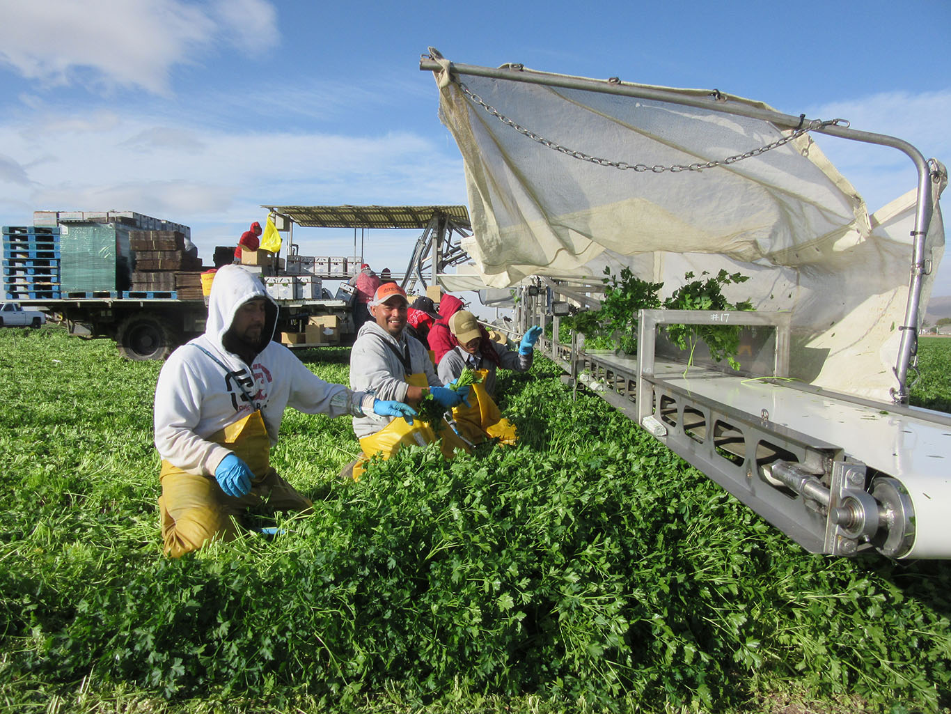 Growing Lettuce in Yuma - Irrigation Leader Magazine