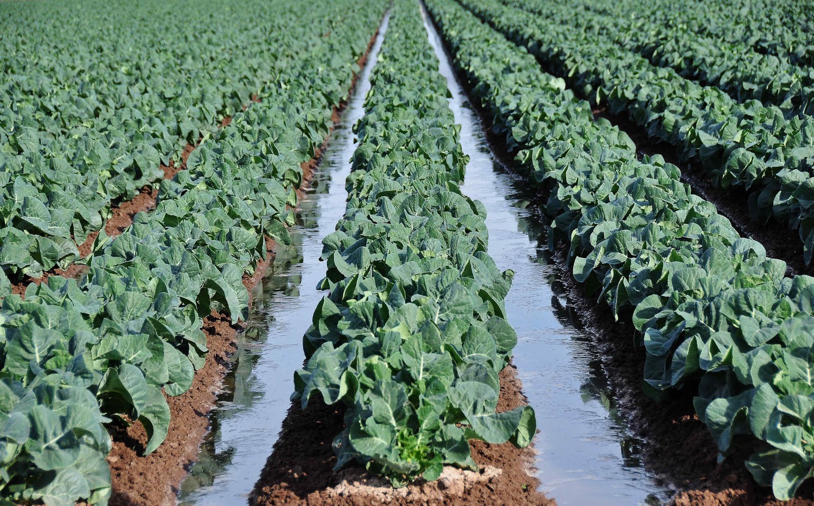 Growing Lettuce in Yuma - Irrigation Leader Magazine