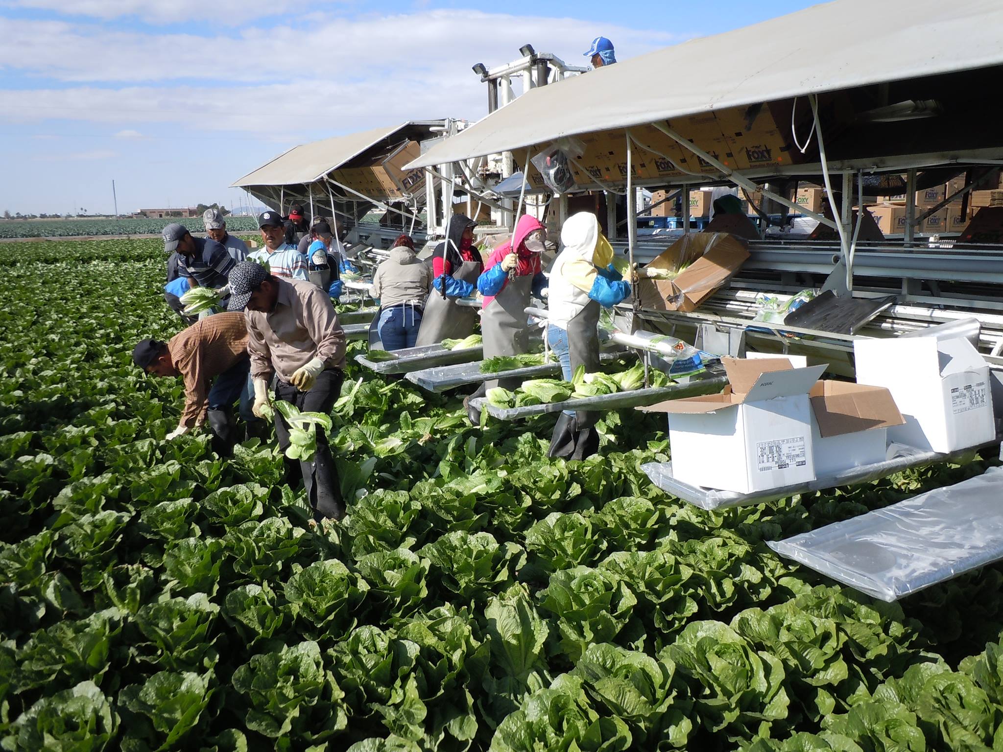 Growing Lettuce in Yuma - Irrigation Leader Magazine