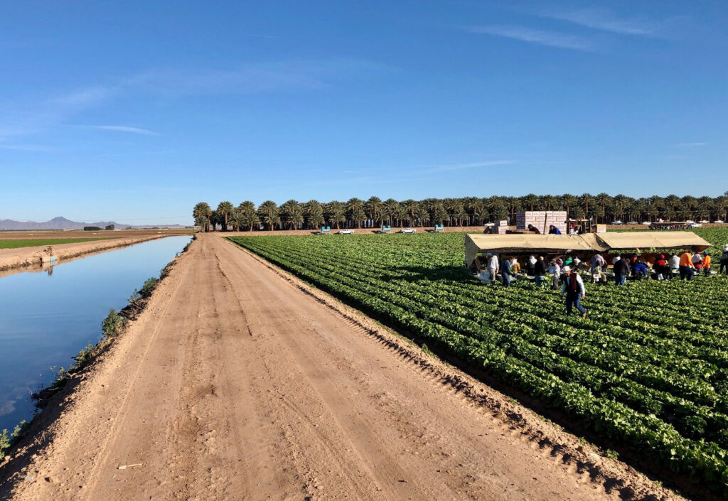 Tom Davis: Preserving and Strengthening Arizona’s Desert Ag ...