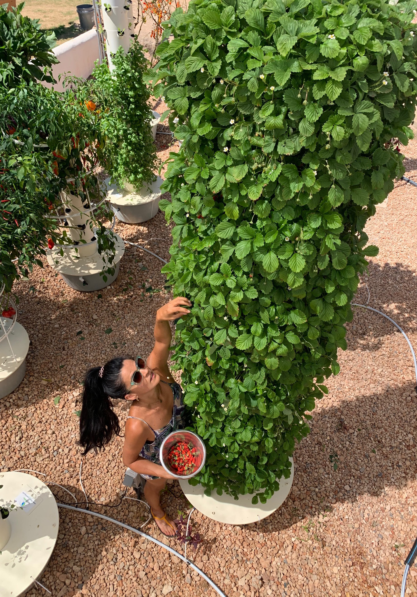 Mathias Levarek: Agrotonomy’s Aeroponic Vertical Farming Solutions ...